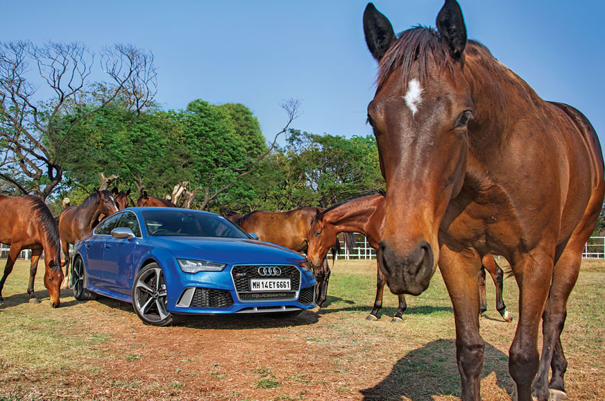 Audi RS7 or a race horse? We choose in out horse power vs horsepower ...