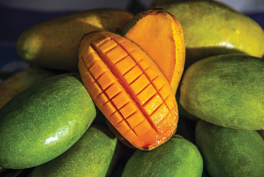 The Malihabad Express - The Hunt for Mangoes in a Renault Duster ...