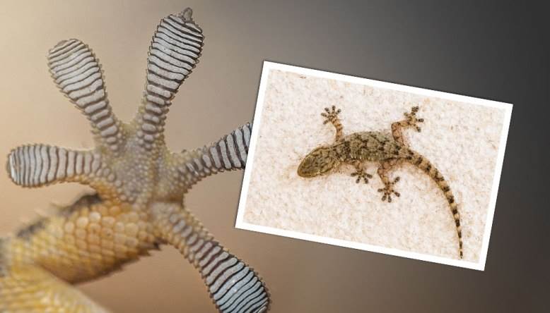 Ford researchers study the gecko’s sticky pads to improve adhesives ...