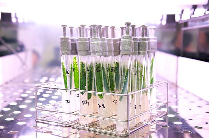 Lanxess steps up sustainability push with new plasticizer: Mesamoll ...